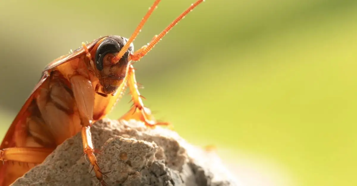 Cockroach Exterminator Myths: Debunking Common Misconceptions About ... Cockroach Exterminator Myths: Debunking Common Misconceptions About ...
